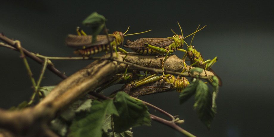 The Locusts of the Fifth Trumpet of Revelation 9 - Prophecy Proof