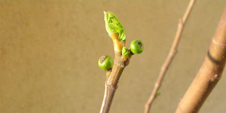 Parable of the Fig Tree Insights - Prophecy Proof Insights